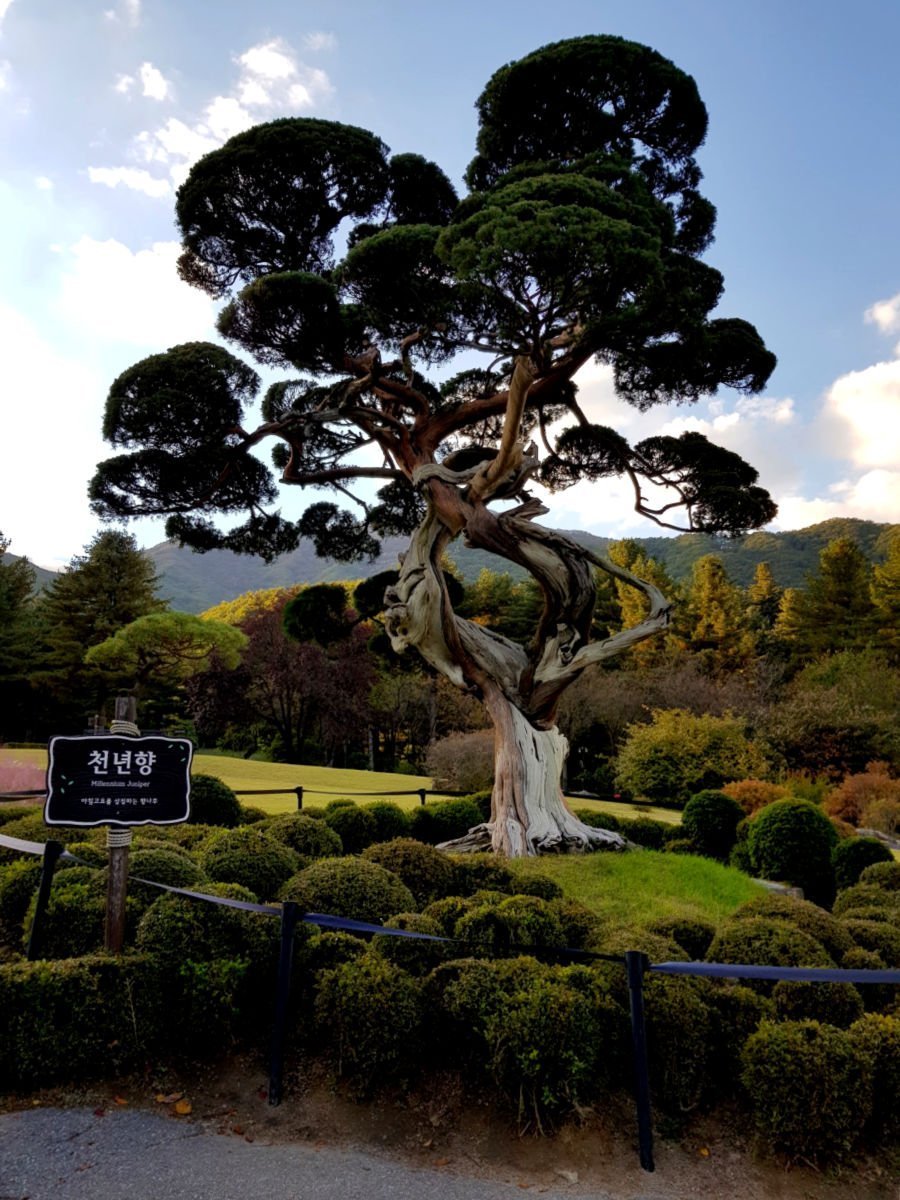 Plan Your Visit to The Garden of Morning Calm Korea | Korea Travel Planning